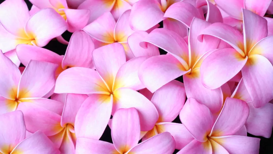 Unraveling the Secrets of the Frangipani Flower in Balinese Culture